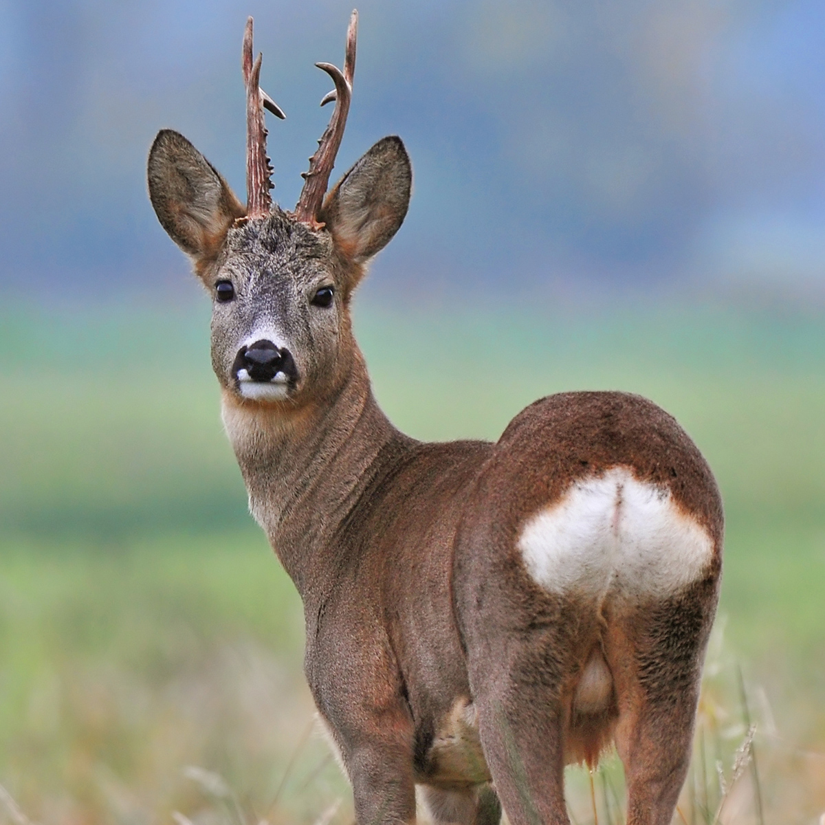 Mycologie Sassenage: Sortie du 3 octobre 2020 à ... Le Plan