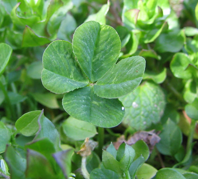 Travel Agency "Shamrock": The national flower of Northern Ireland is ...