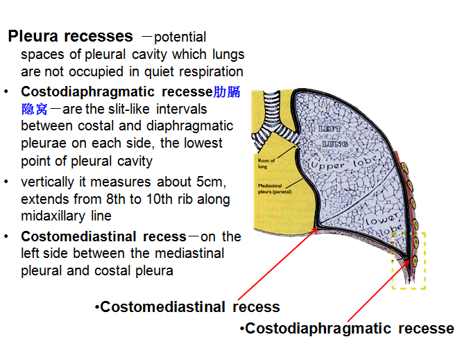 Pleural Recesses