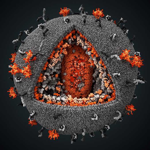 Obat HIV / AIDS Herbal: Di mana sebenarnya virus HIV bersarang dalam ...