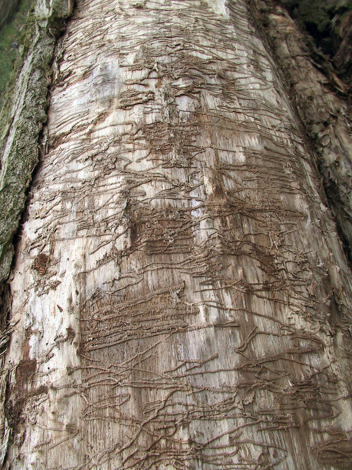 Piet Schellekens: 322. Houtkevers en hun werk