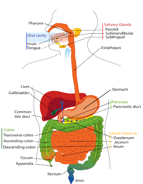 Standard Note: Human alimentary canal