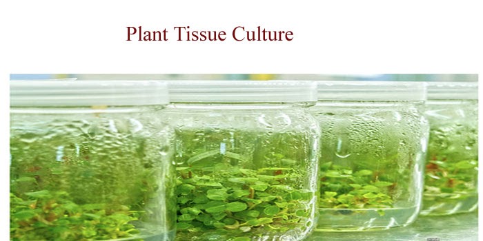 Plant Tissue Culture; it's Basic Procedure and Application ...