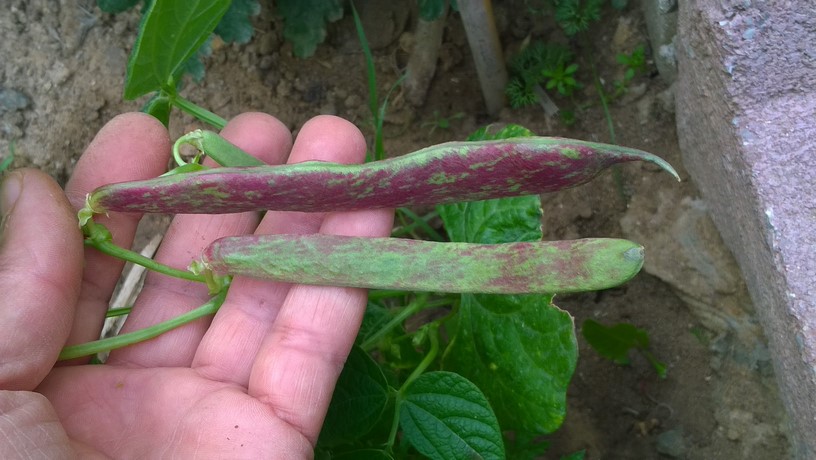 How to Grow Dragon Tongue Beans