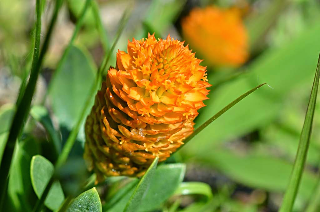 Space Coast Wildflowers: Tosohatchee WMA, May 4, 2014