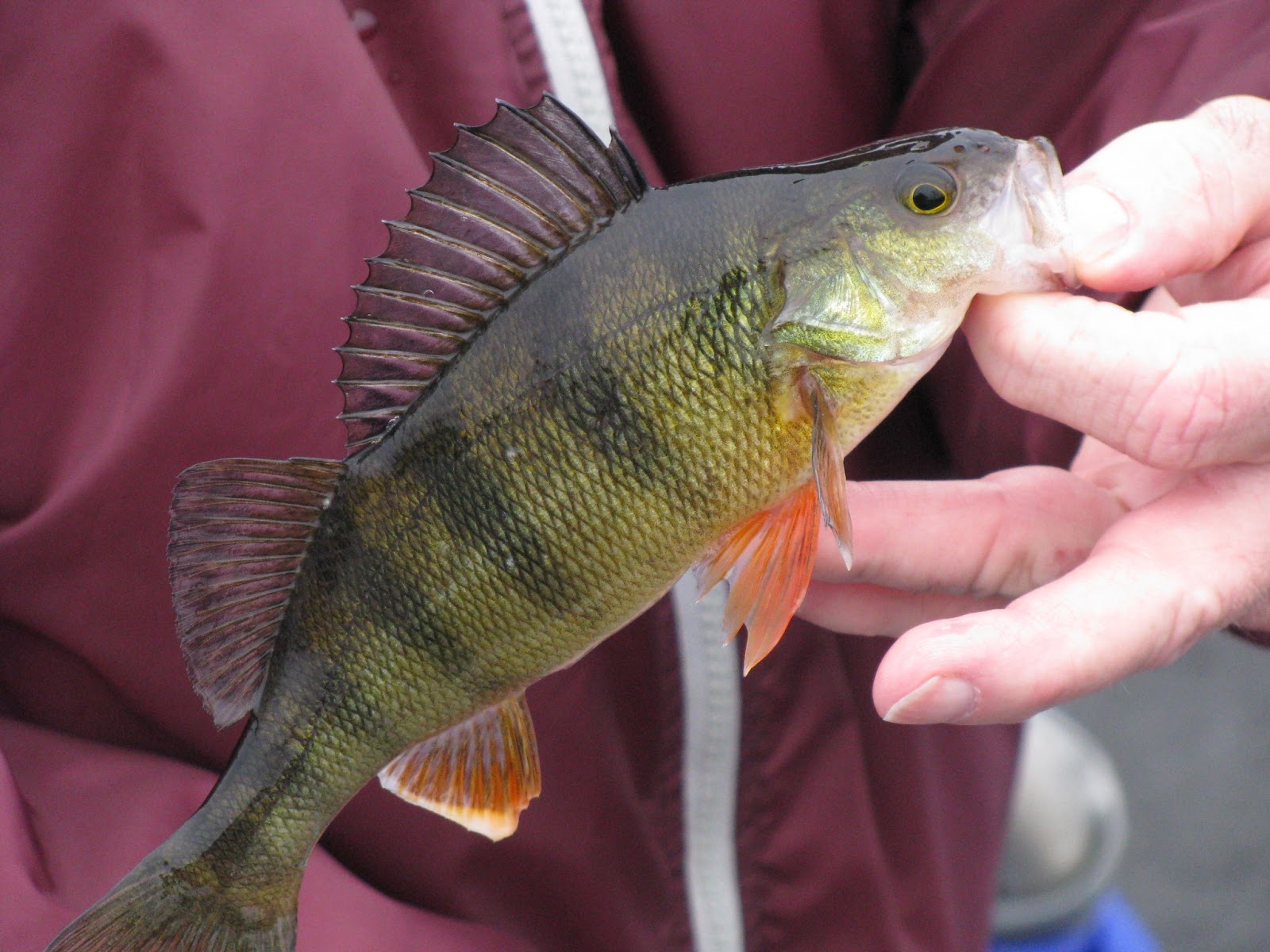 Backwateradventures: Outer Banks Yellow Perch and Bass Fishing
