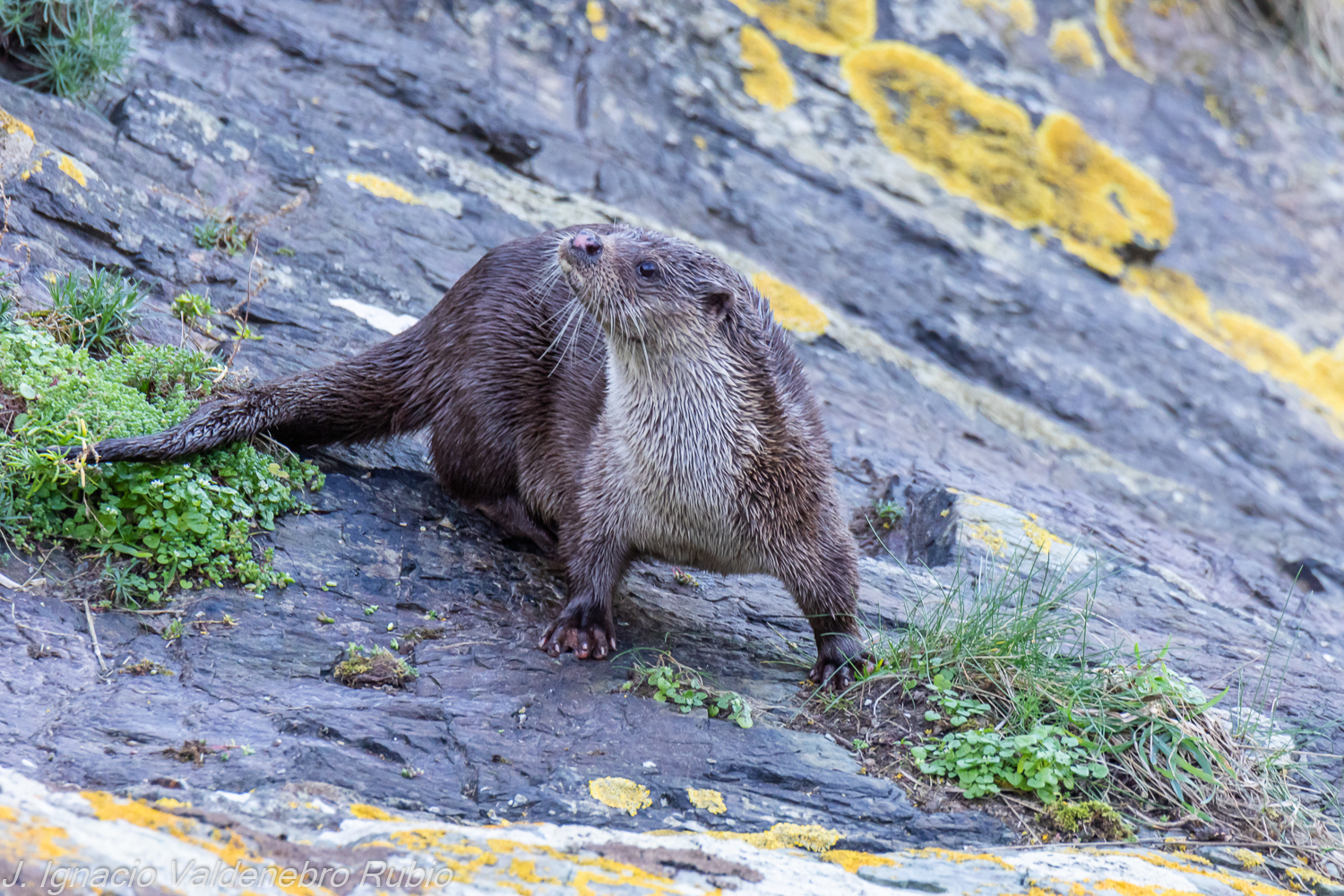 DocNatureBlog: Una gran sorpresa difícil de olvidar. Nutria (Lutra ...