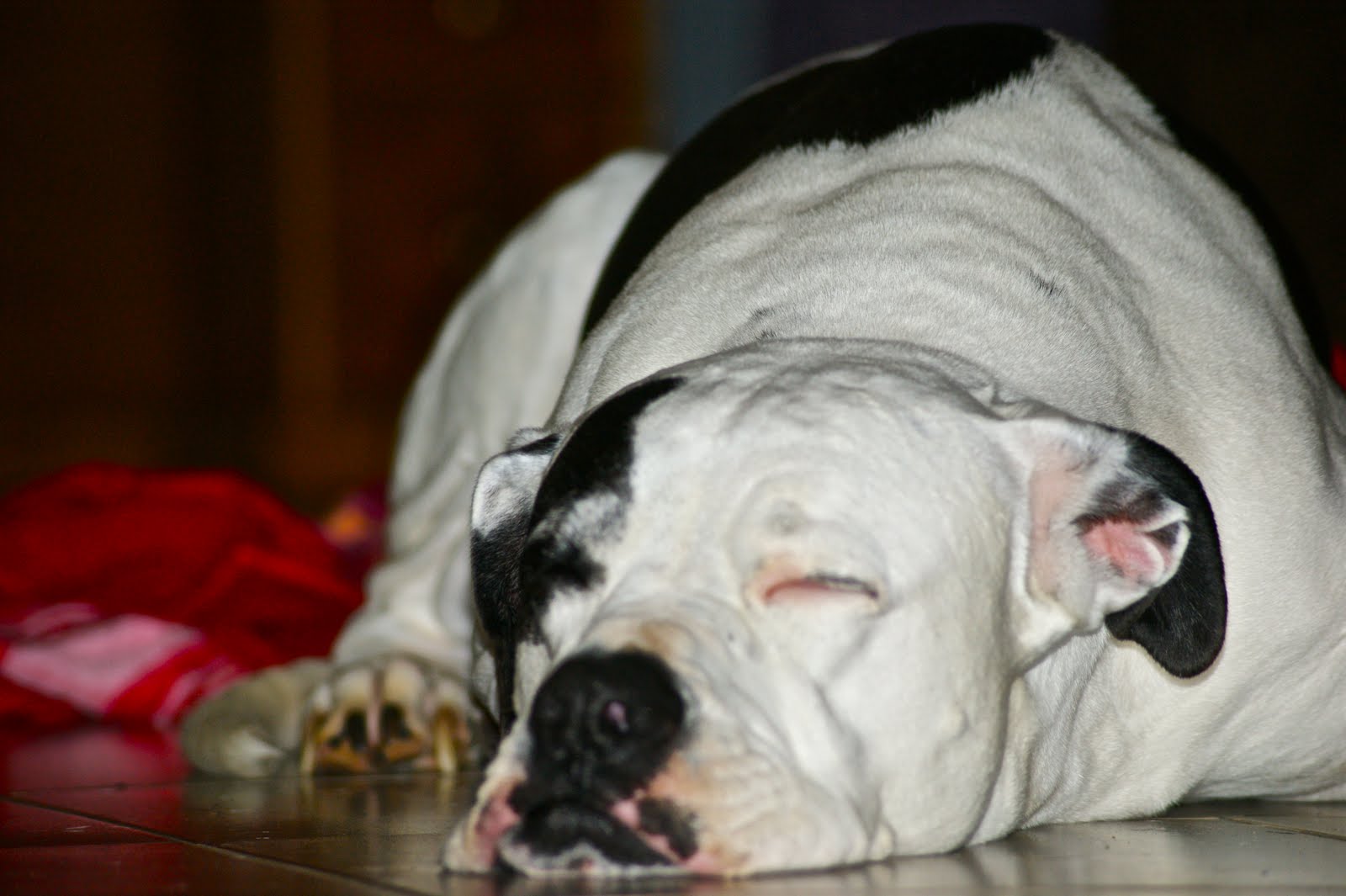 cook it mofo: Simple but delicious Dogs. Of the Hot variety.