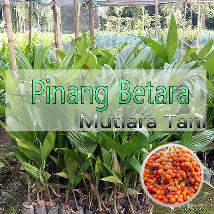 Mutiara Tani - Jual Bibit Pinang Betara/Batara Unggul - Tips dan Trick