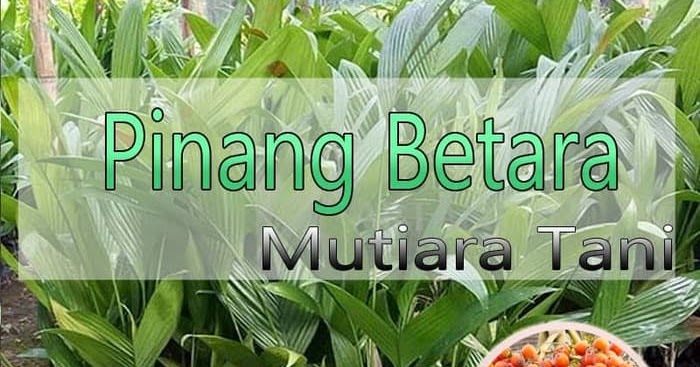 Mutiara Tani - Jual Bibit Pinang Betara/Batara Unggul - Tips dan Trick