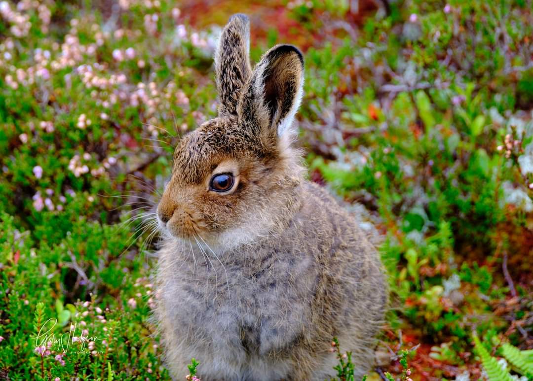TARMACHAN MOUNTAINEERING: MOUNTAIN HARE PHOTOGRAPHY