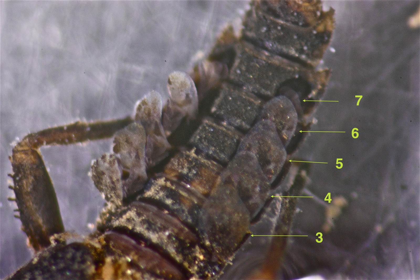 Aquatic Insects of Central Virginia: Spiny Crawlers (Ephemerellidae): A ...