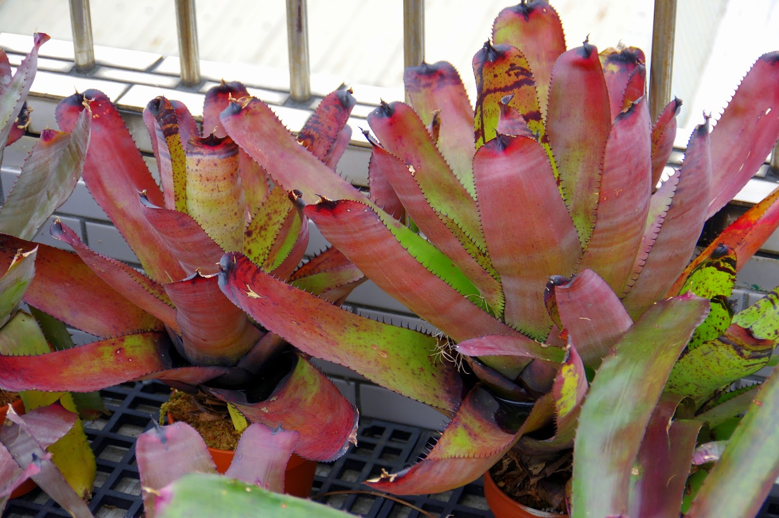 Johnson's bromeliads & falconry: Neoregelia carcharodon 'Rainbow'
