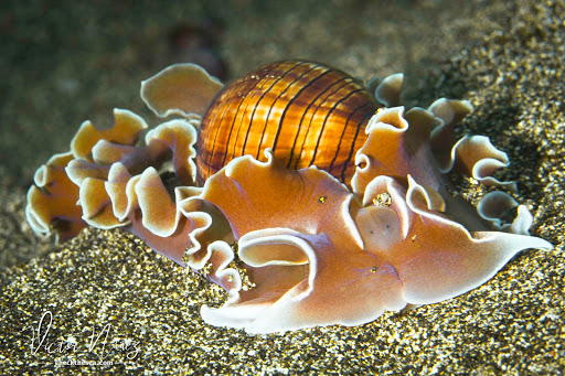 Check the Sea. Web de buceo y fotografía submarina de las Islas ...