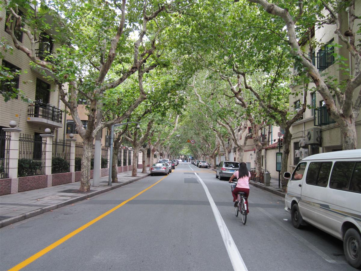 Reflections on Auckland Planning: Shanghai - Can't see wires for trees
