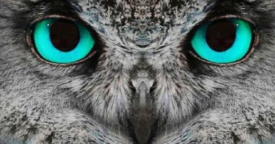 Los ojos del búho (primera parte)