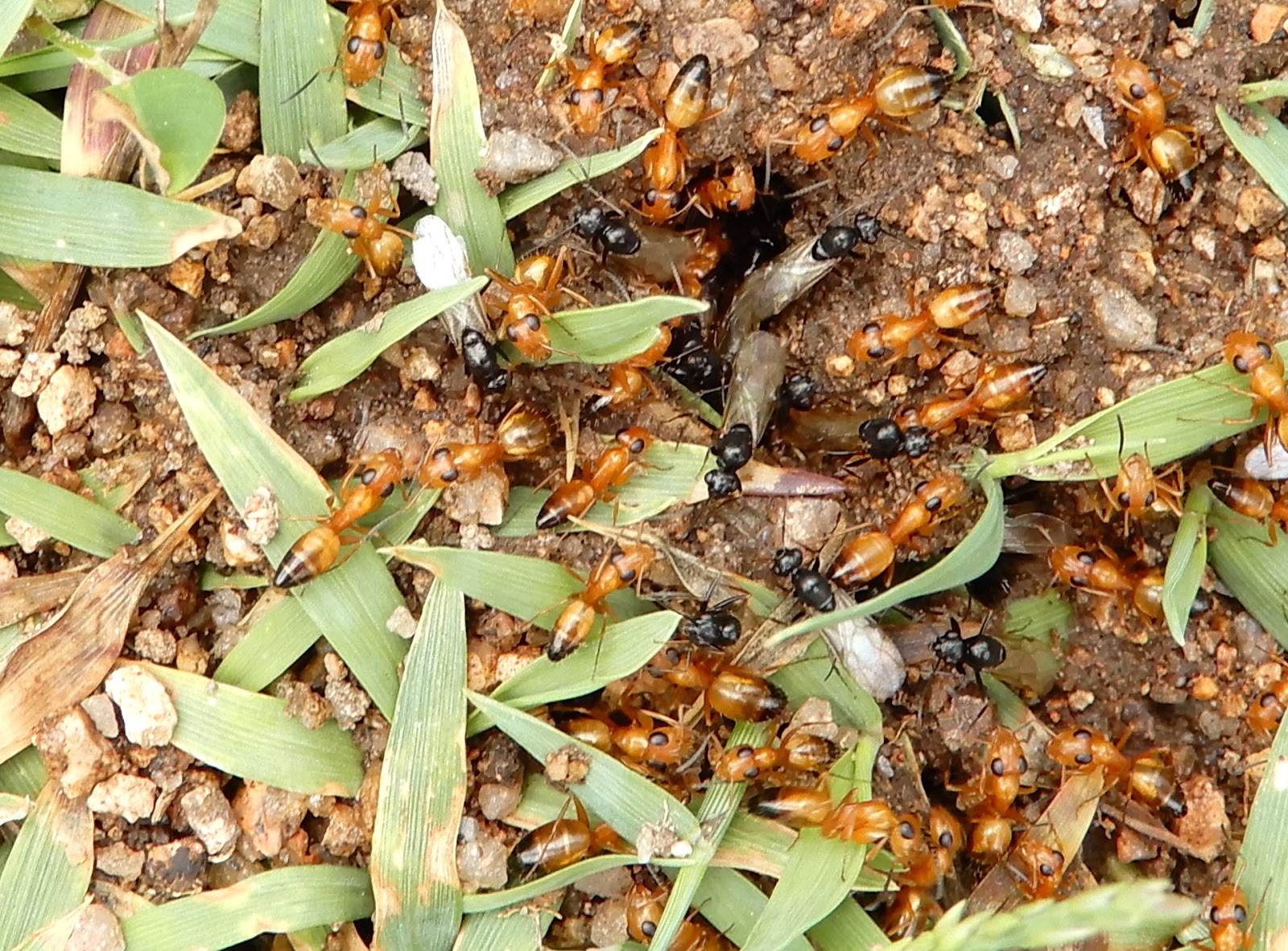 Little Darwin: ANT LAUNCHING PADS