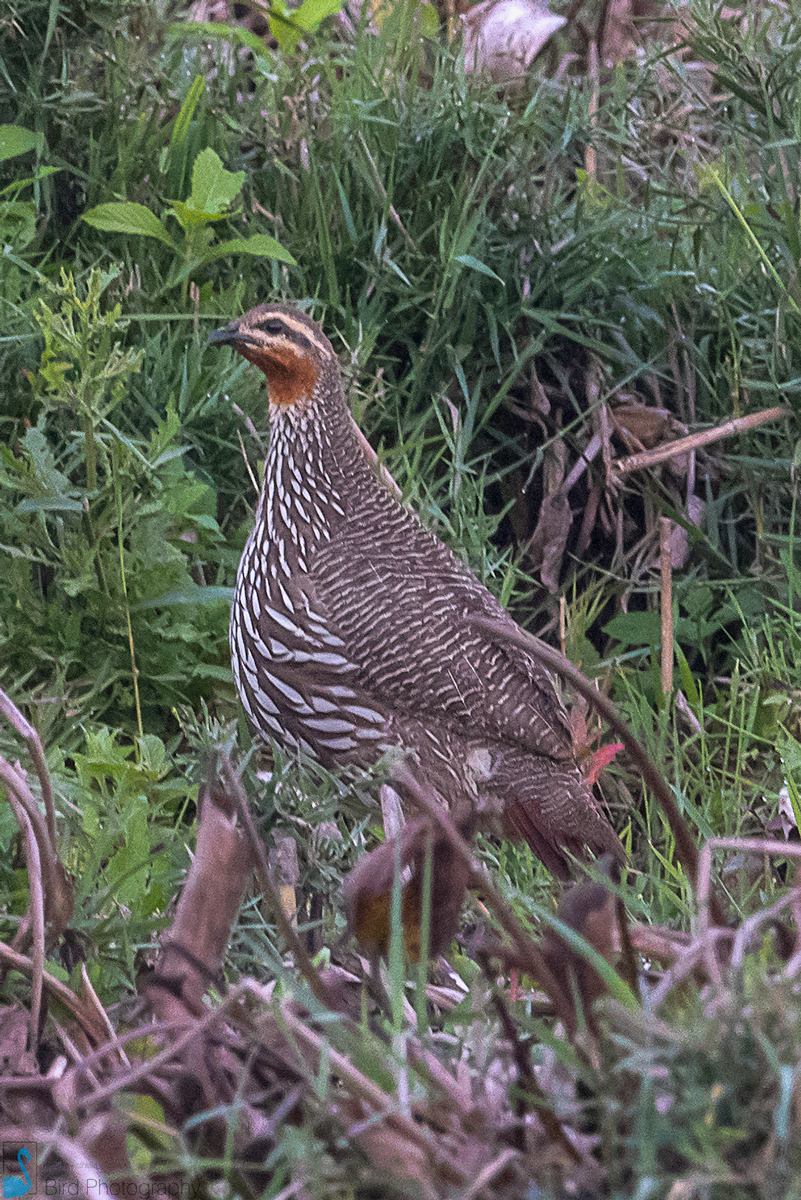 Birding in the land of the dawn-lit mountains ~ Happy's Click