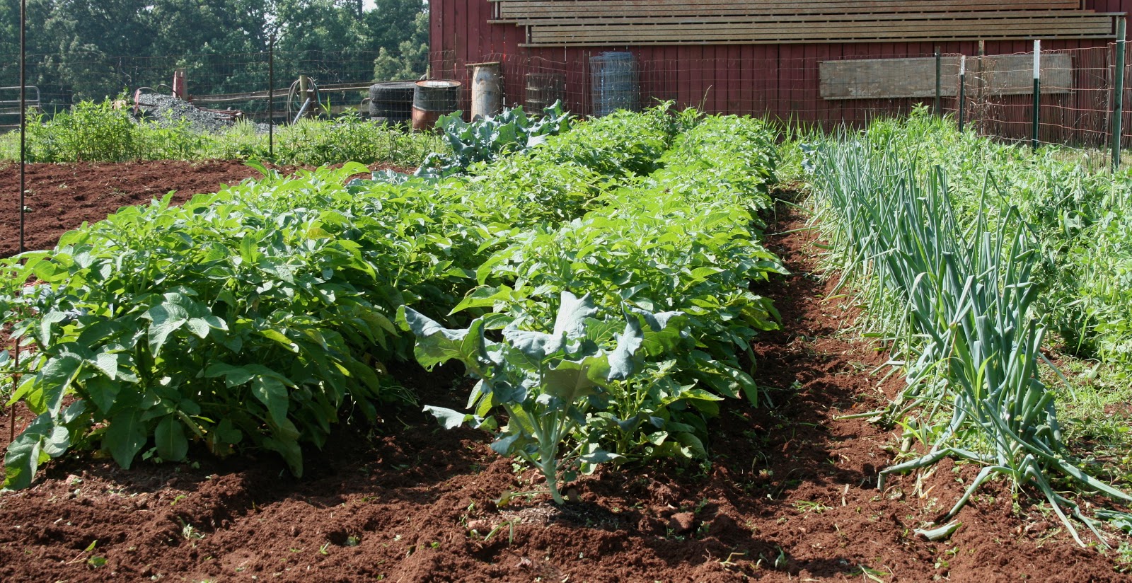 How Does Your Garden Grow?