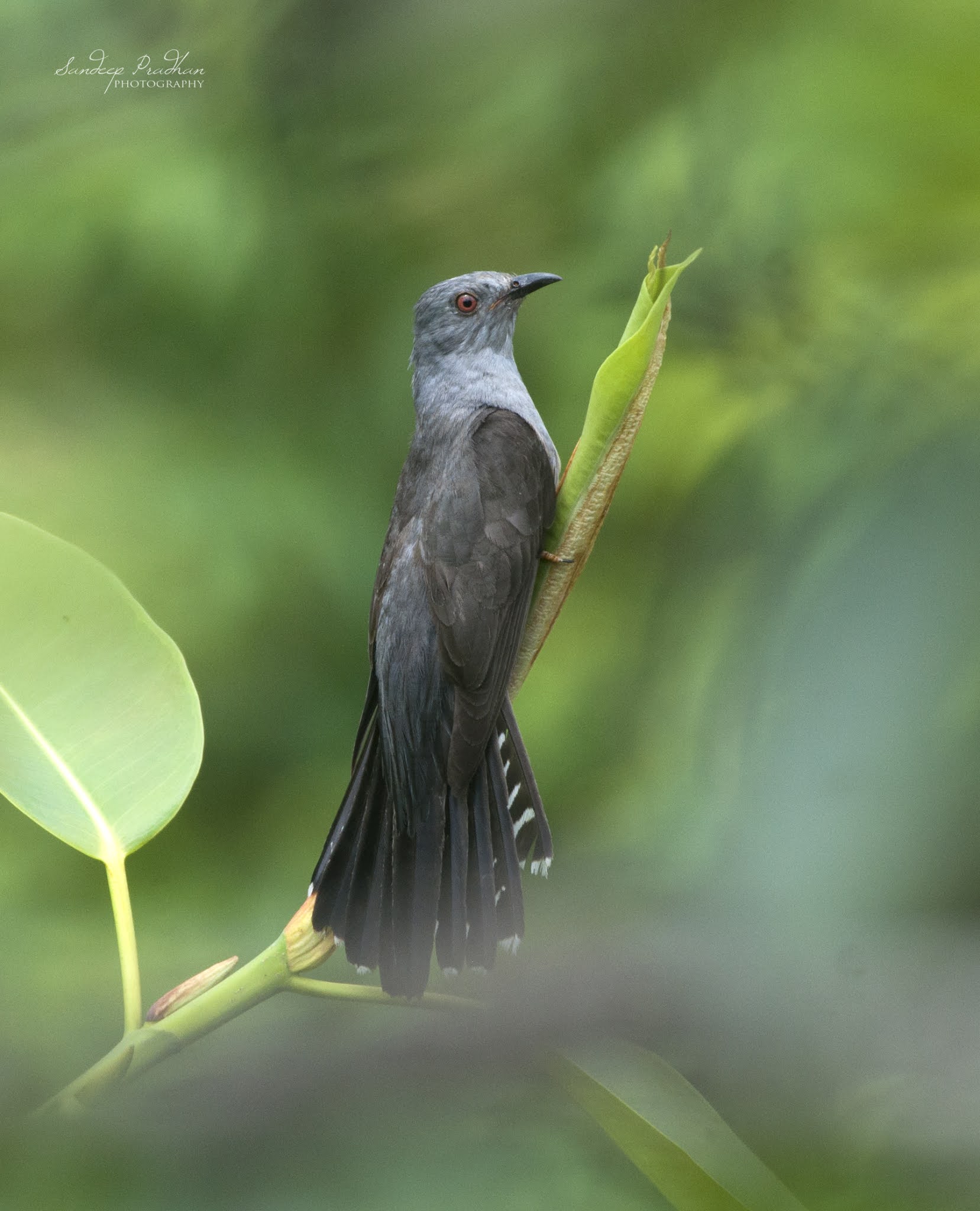 SHARING OPINION: BIRDS OF ARITAR & SIKKIM