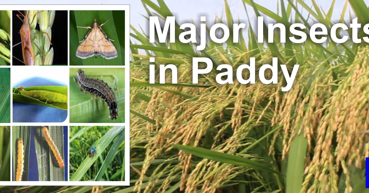 Major pests, diseases and their prevention of paddy, Paddy diseases ...
