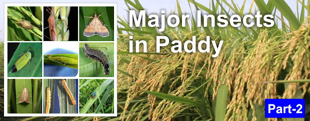 Major pests, diseases and their prevention of paddy, Paddy diseases ...