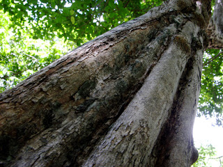 Mundo botânica: CAULE