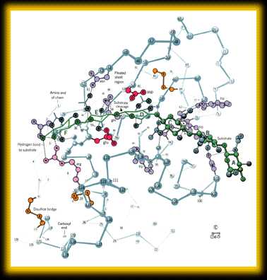Biochemistry reactions: The X-ray structure of hen egg white (HEW) lysozyme