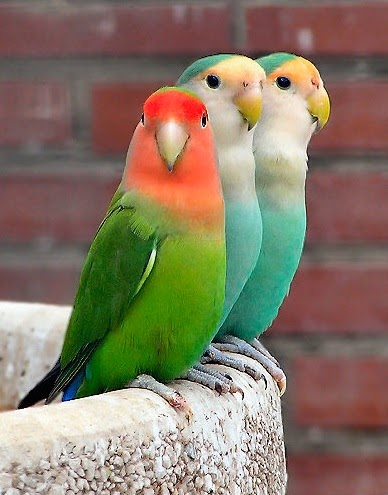 HERMOSOS LORITOS EN TODA LA INTENSIDAD DE SUS COLORES ~ LAS MEJORES ...