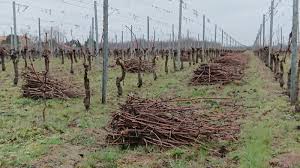 French Vocabulary Illustrated: sarment