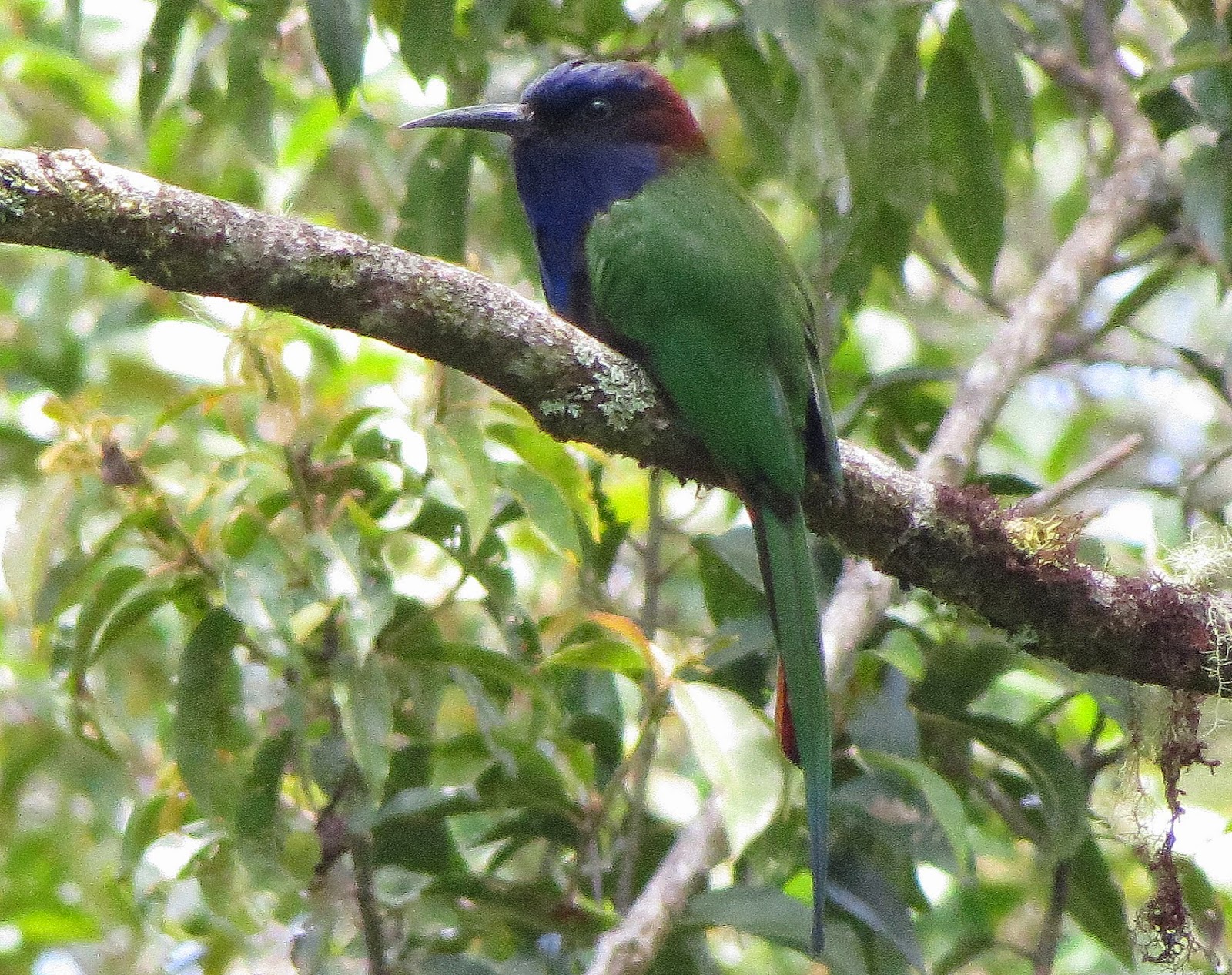 Worldbirder: Sulawesi - Lore Lindu National Park.