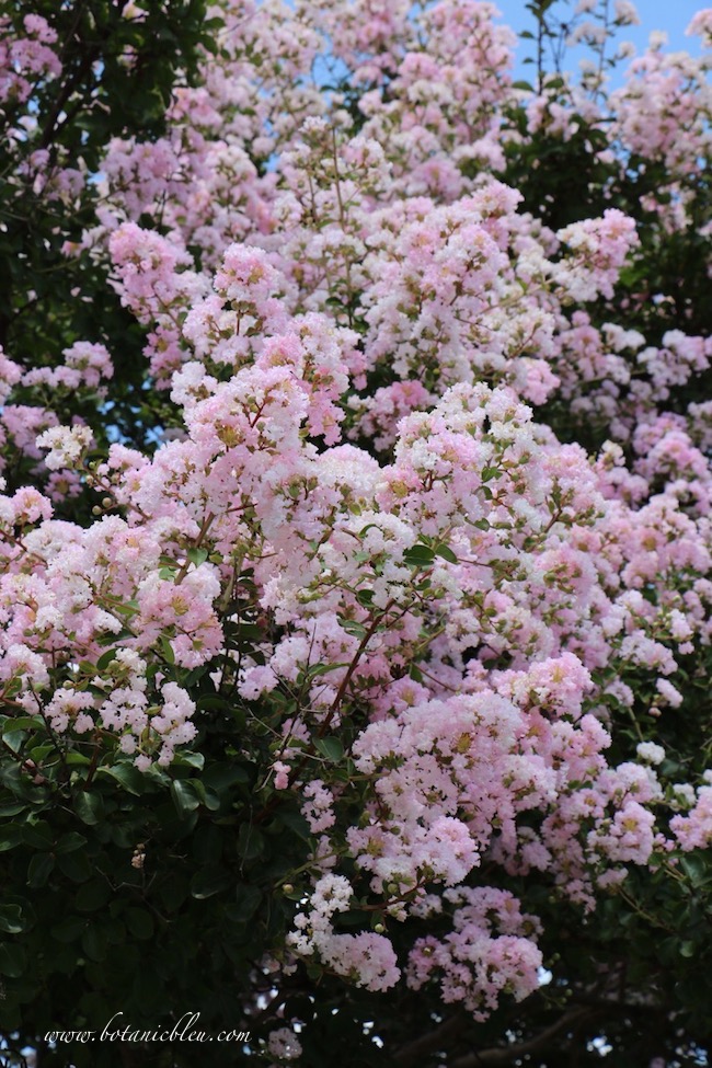 Botanic Bleu: Pink Crepe Myrtle | Why Southern Gardeners Love Them