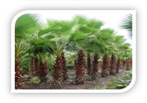 Bari Flora's: POHON PALEM (PALM)