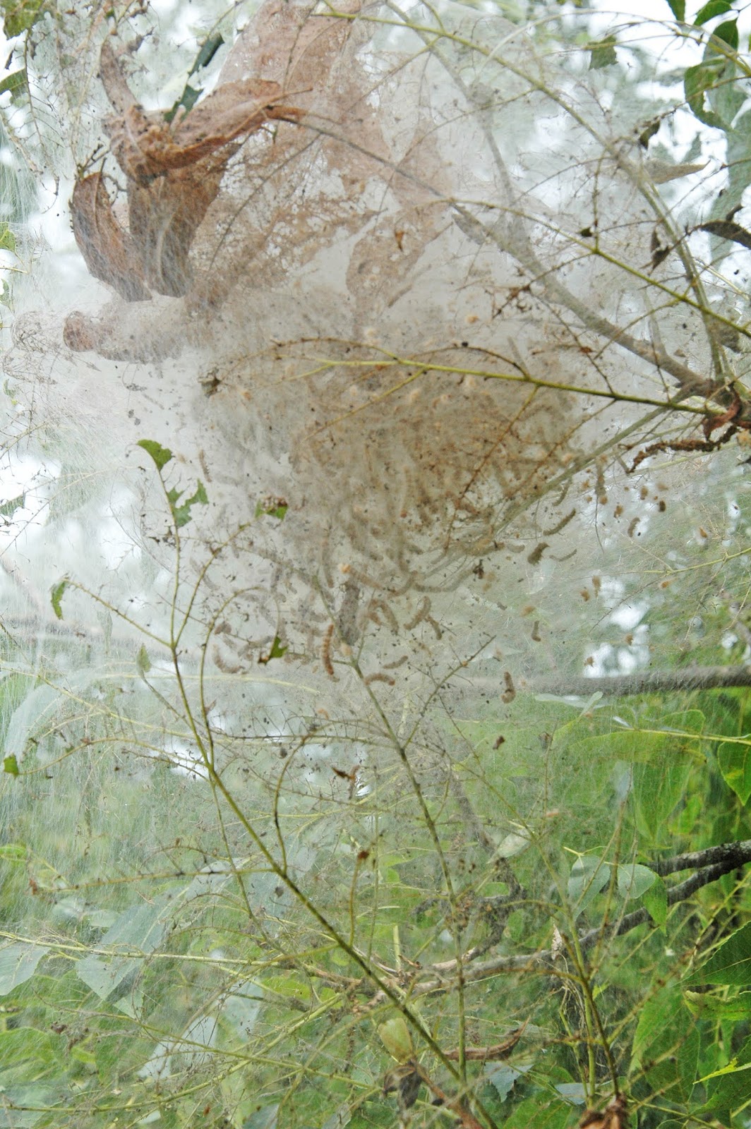 Northern Pecans: Insects feeding on pecan leaves