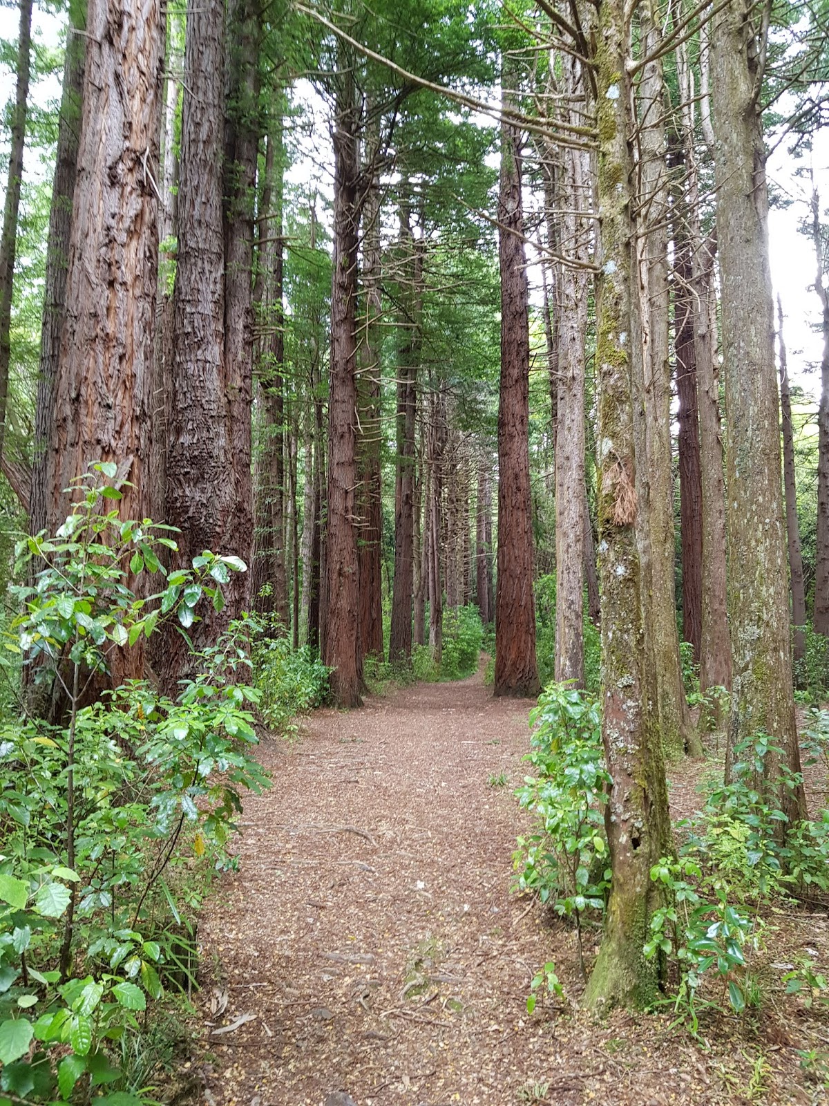 Tramping the Tararuas: Blue Range Hut