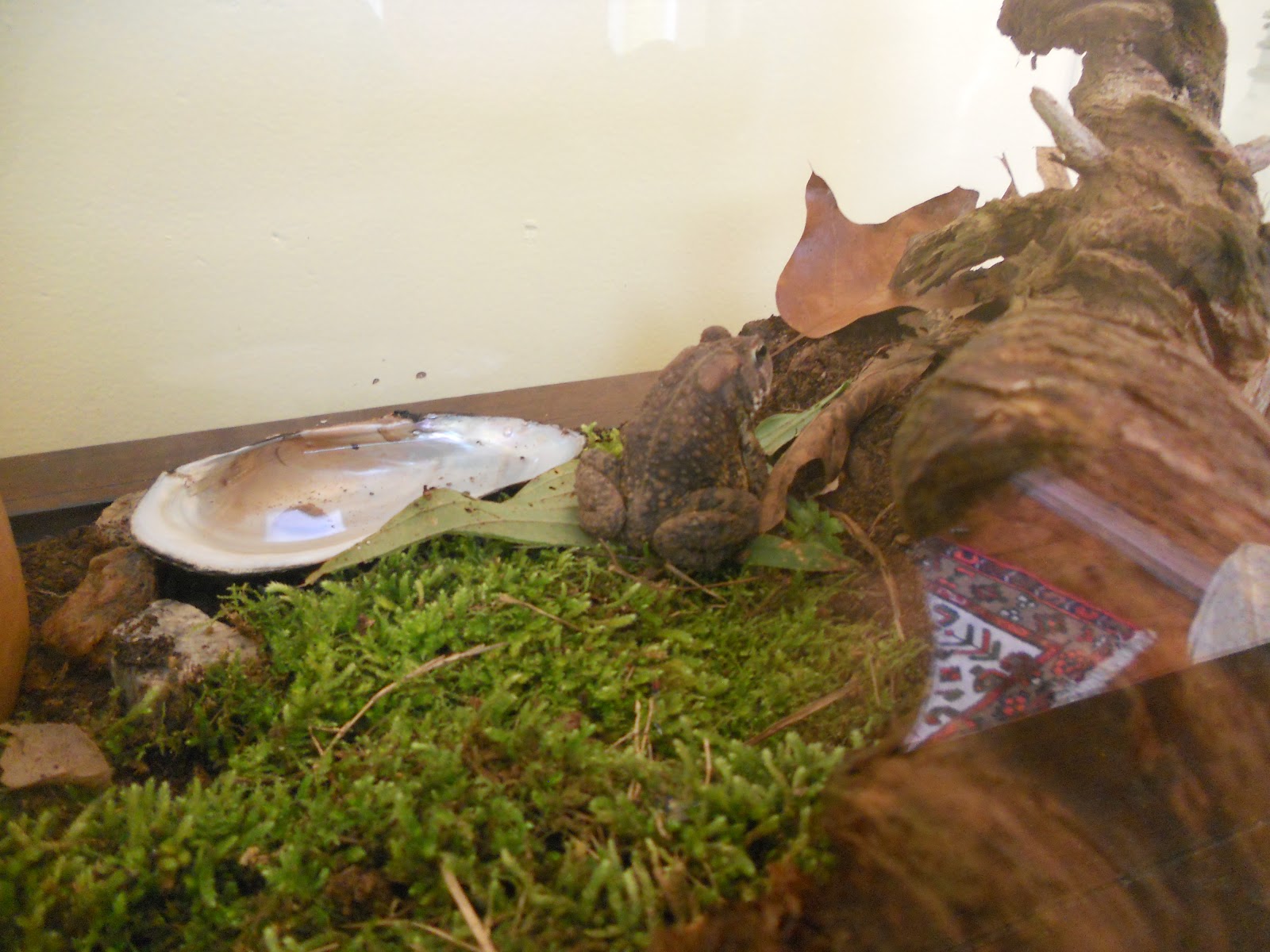 The Five of Us: Our Pet Toad