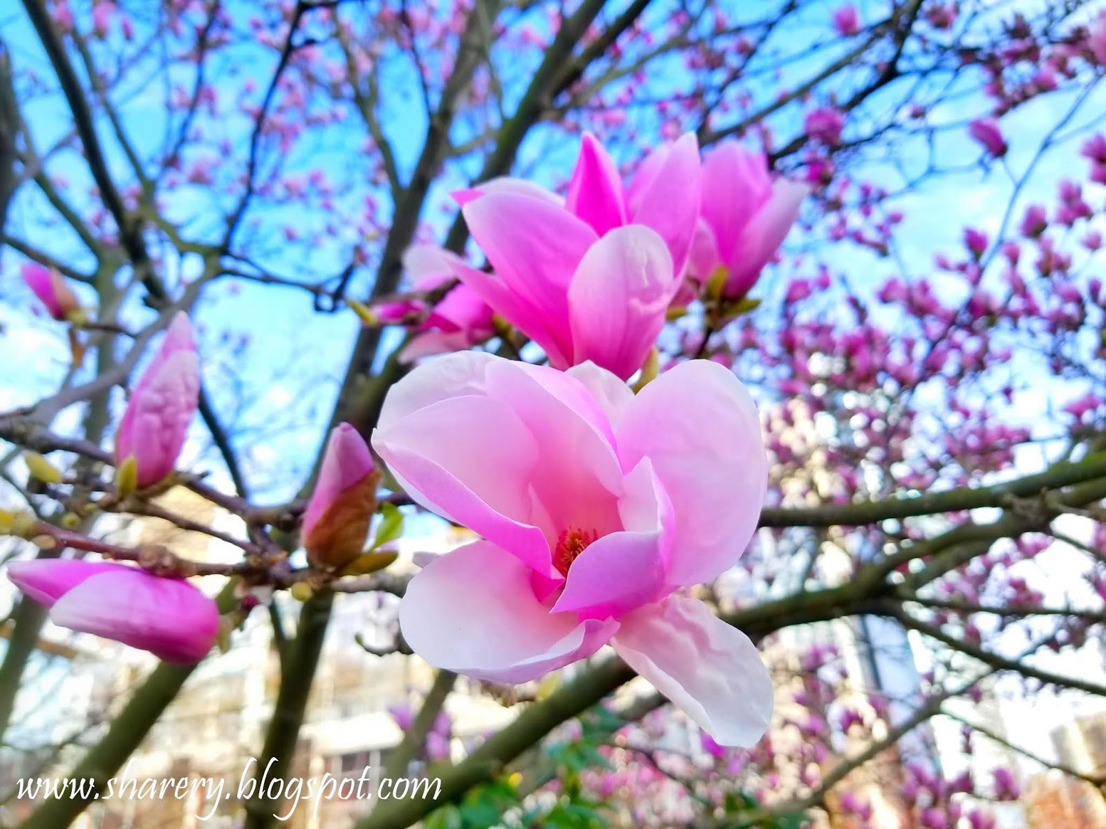 Terjemahan Hati: Akhir Musim Sejuk Dan Awal Musim Bunga 2019