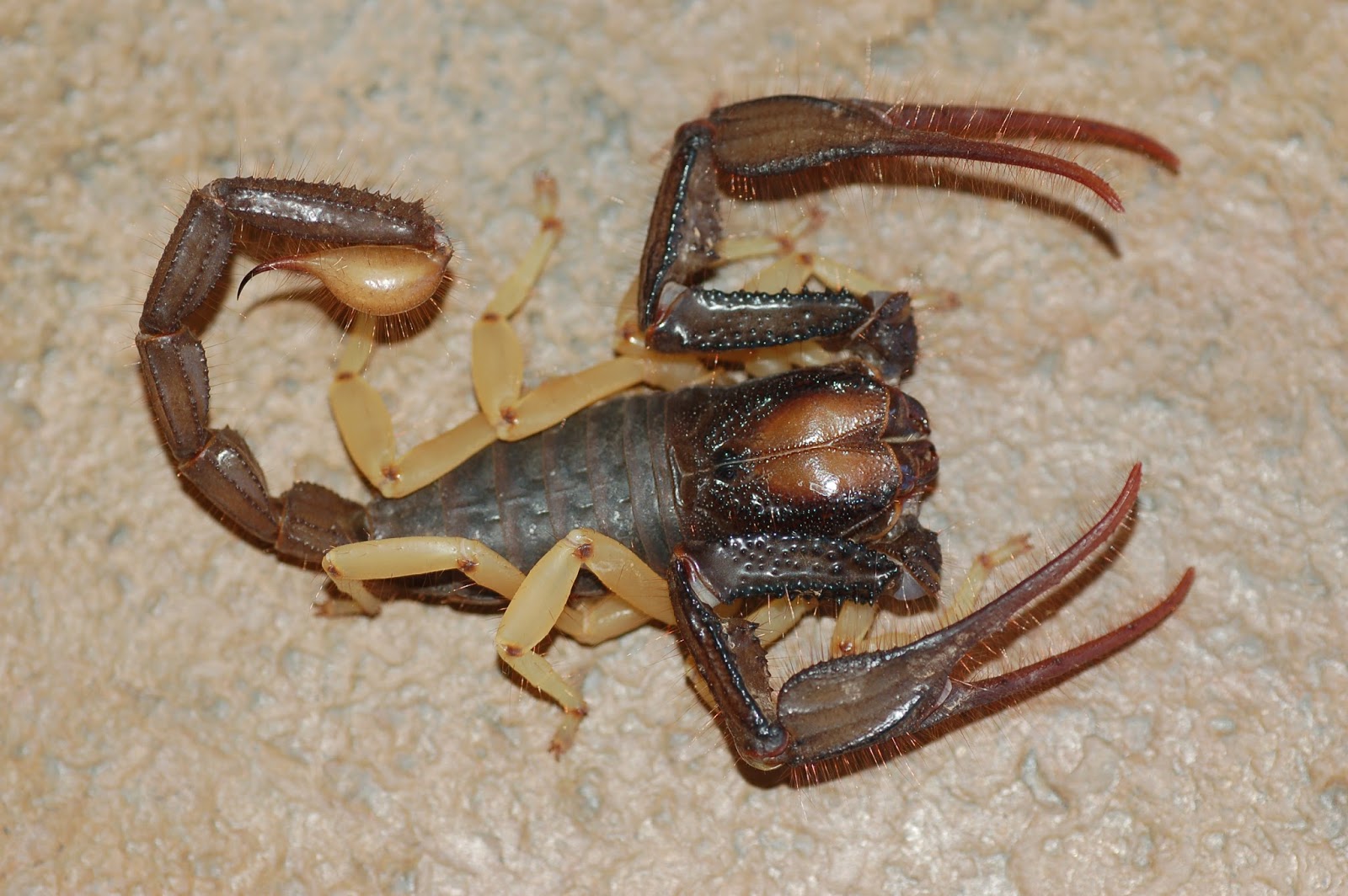 Karoo BioGaps Project: BioGaps Scorpions Fieldtrip