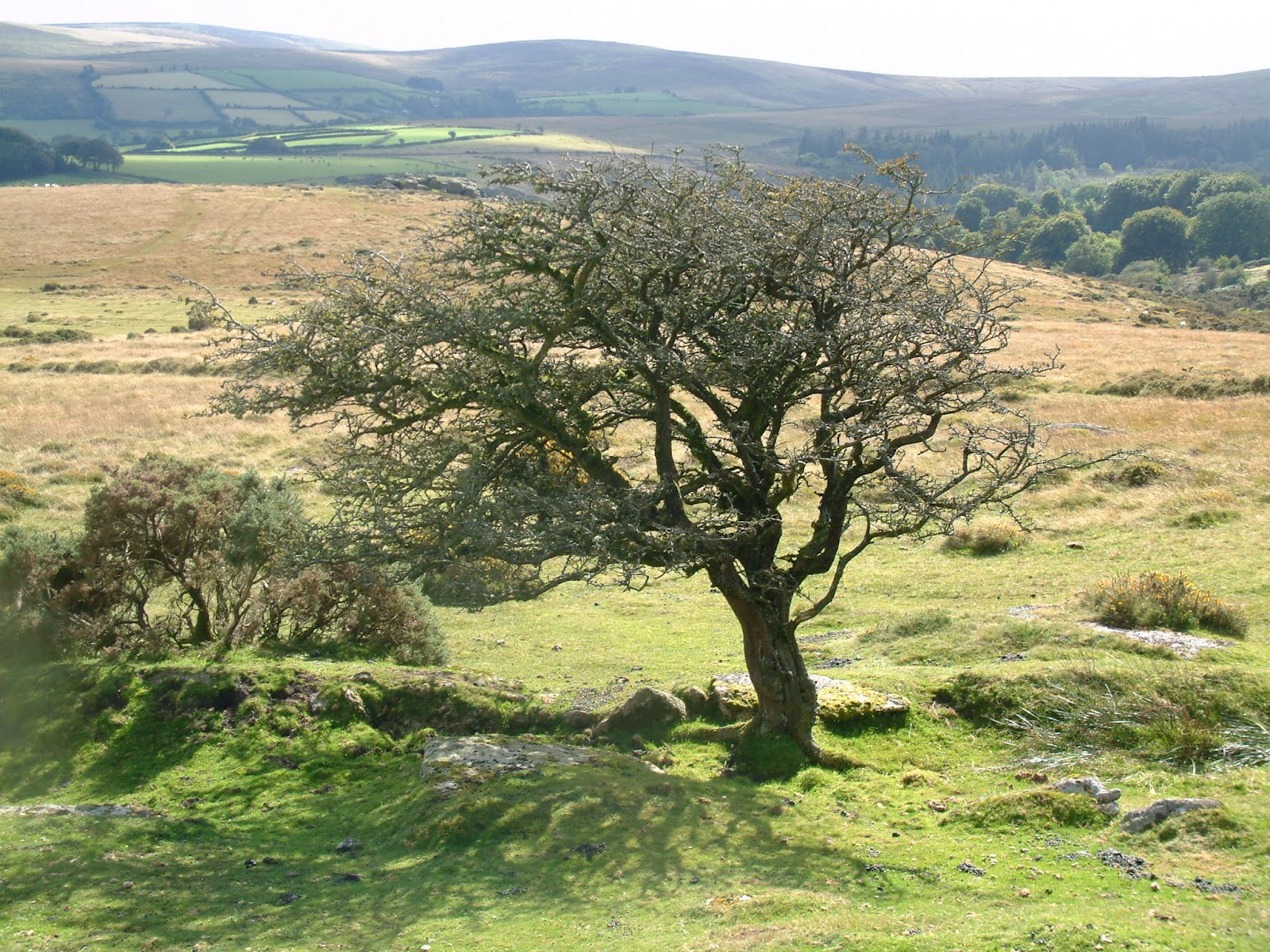 Dartmoor Ramblings: LONE TREE GALLERY AND OTHER BITS AND PIECES