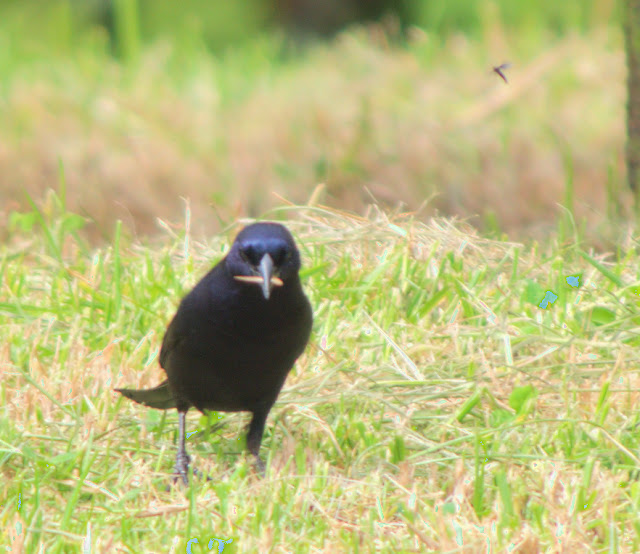 El sindicado "Chamón" - Aprendizaje continuo