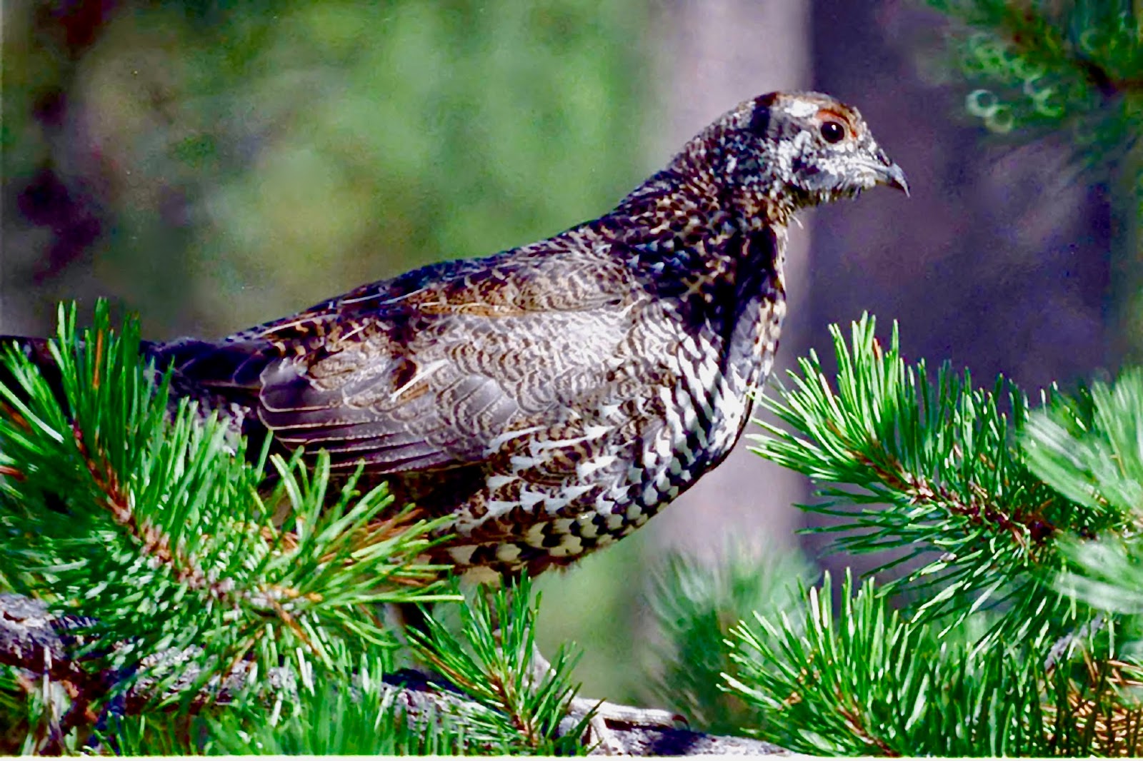 The Azure Gate: Ground Birds: Grouse and Pheasants