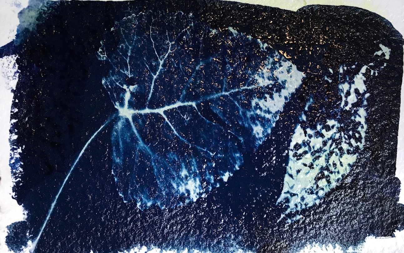 Skyline High School Digital Photography I: Cyanotype-