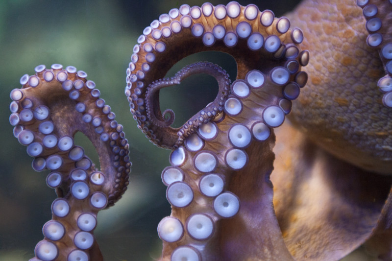 American E-Store: Octopus ..Eight Legs .. Thousands Eggs.