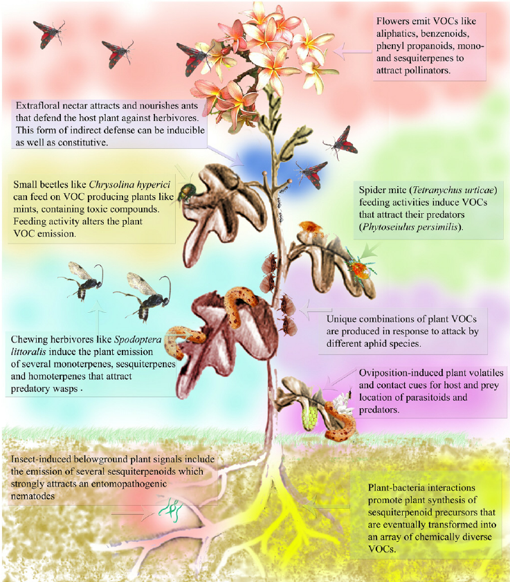 De bichos y flores: la polinización animal