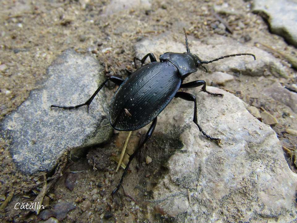 Beetles from Romania: Carabus (Eucarabus) obsoletus