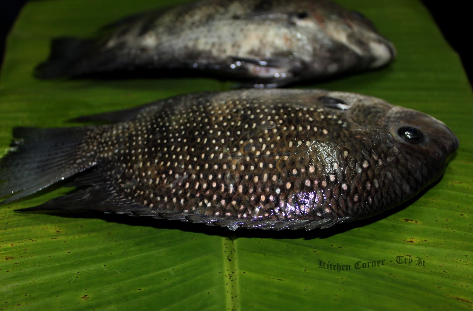 Karimeen Molly-Pearl Spot Fish Coconut Milk Stew
