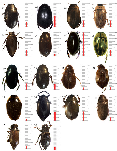 Repositorio Insectos del Cusco: Registro de los coleópteros acuáticos ...