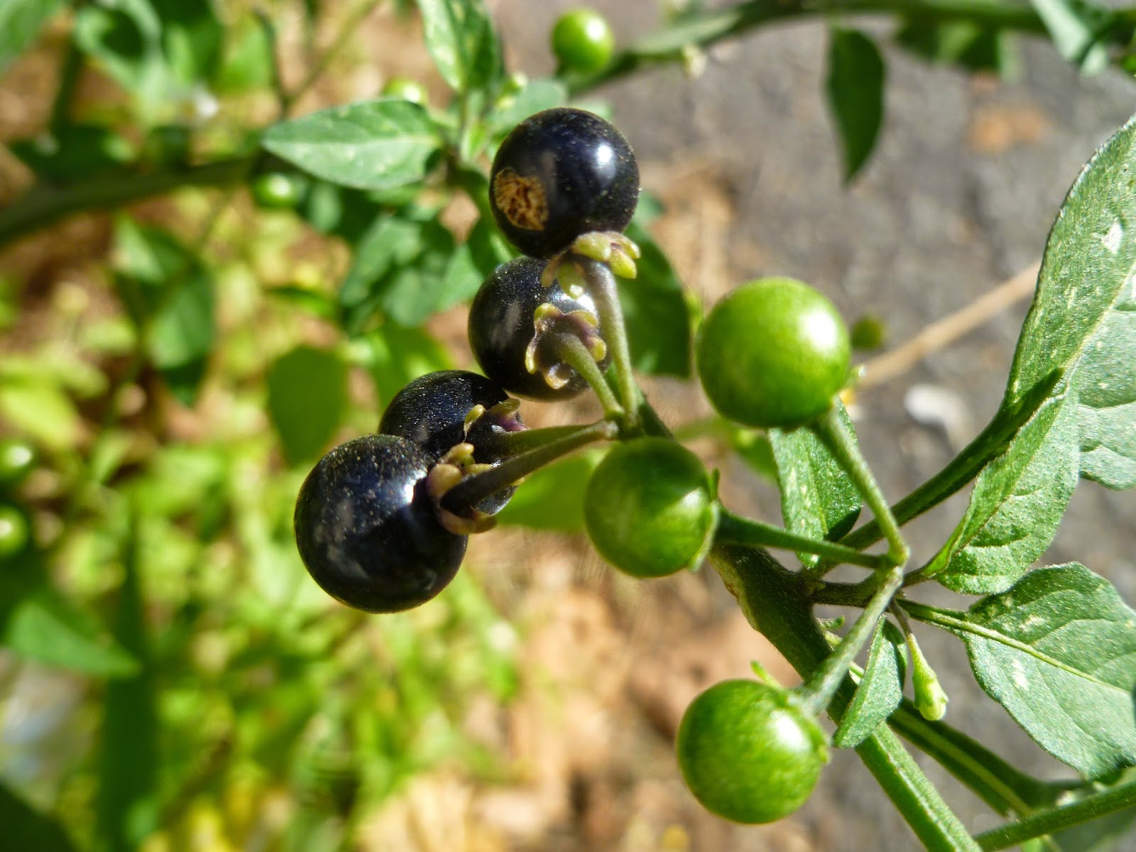 .: Maria Pretinha, uma berry PANC