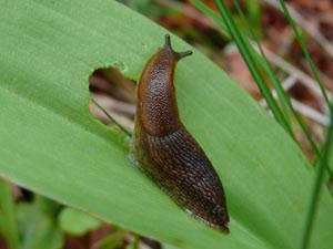 O.C. History Roundup: Hermann’s Slug Farm, Midway City