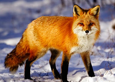 ANIMALE DOMESTICE SI SALBATICE DIN TOATA LUMEA: vulpea 6